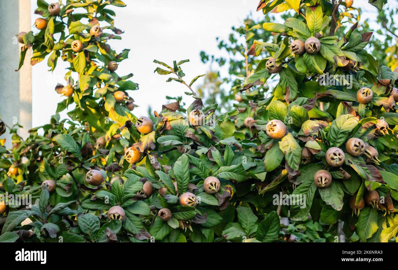 Medlar fruits on a branch. Ripe medlar fruits in the crown of the tree ...