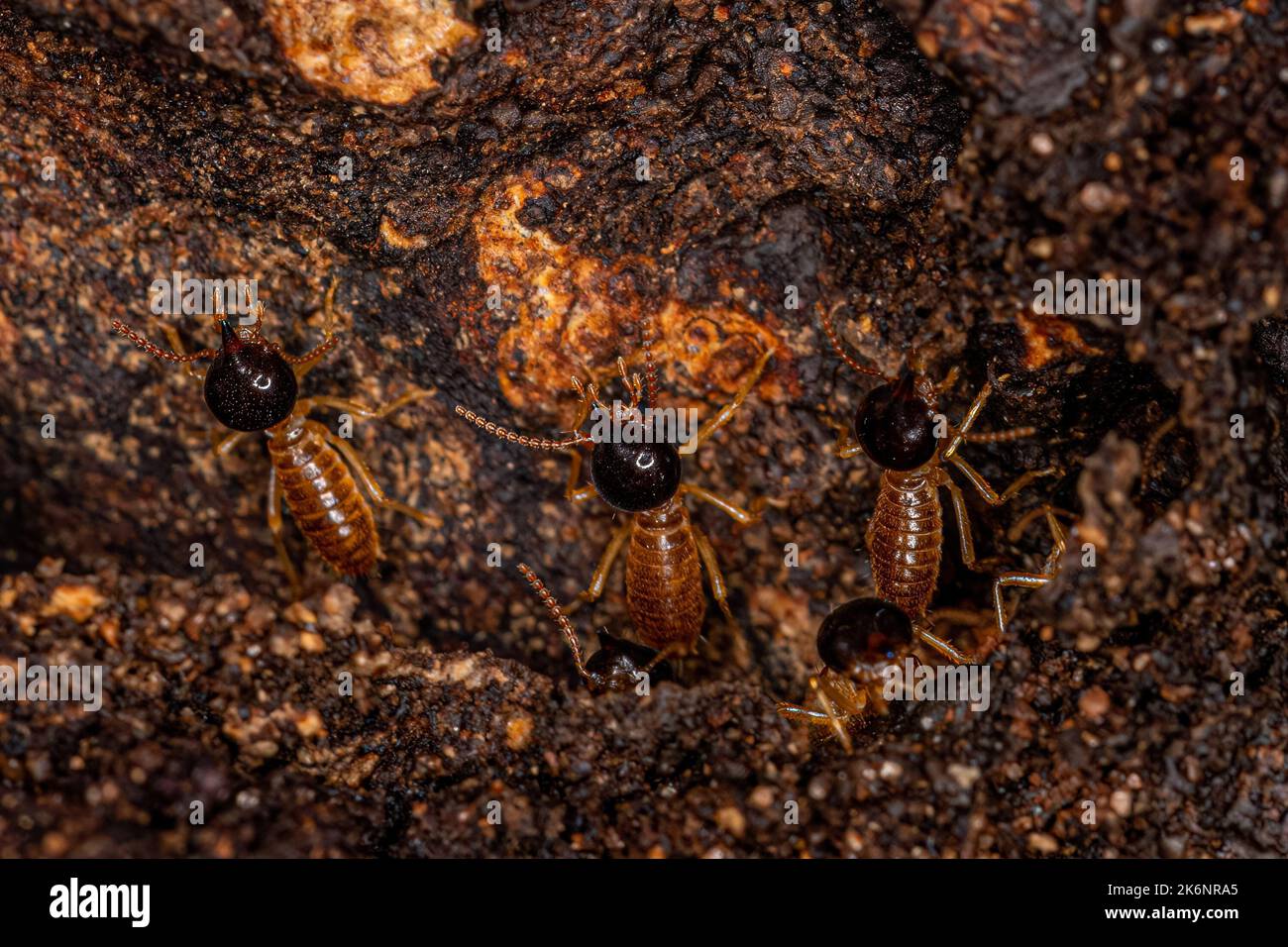 Adult Nasute Termites of the Genus Nasutitermes Stock Photo - Alamy
