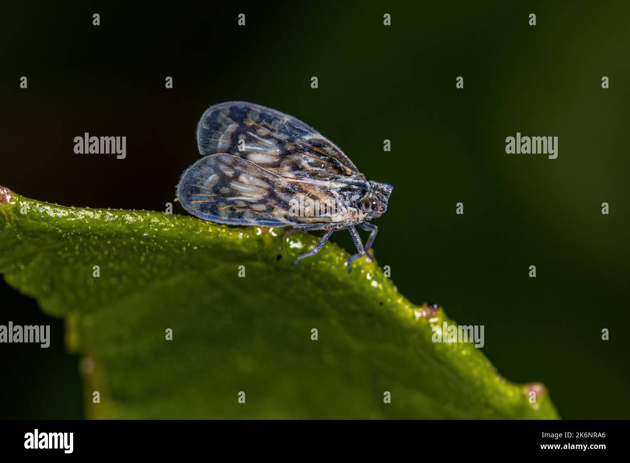 Adult Small Planthopper of the Genus Bothriocera Stock Photo - Alamy