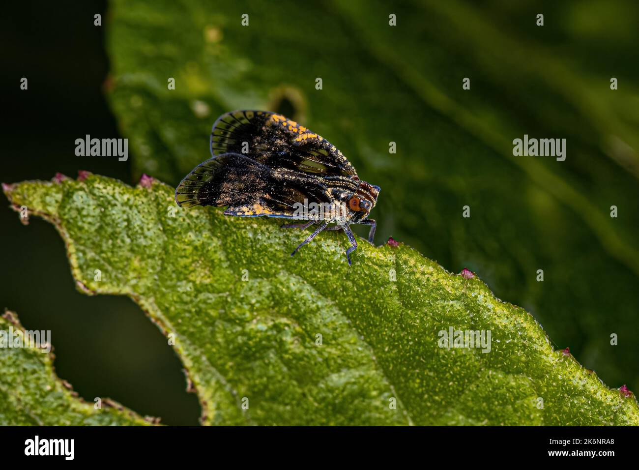 Adult Small Planthopper of the Genus Bothriocera Stock Photo - Alamy