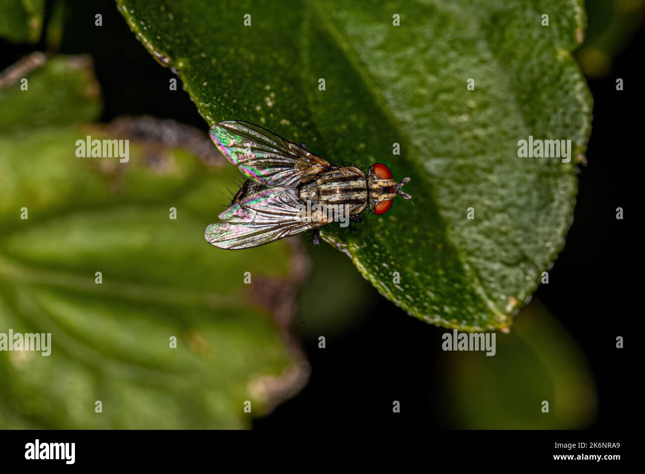 Adult Flesh Fly of the Family Sarcophagidae Stock Photo - Alamy