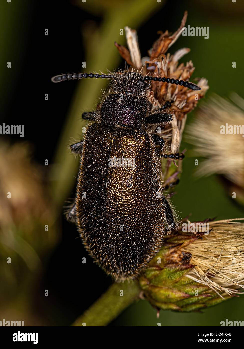 Adult Long-jointed Beetle of the species Lagria villosa Stock Photo - Alamy