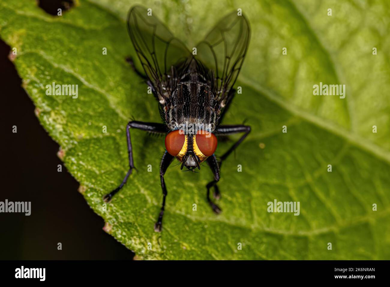 Adult Flesh Fly of the Family Sarcophagidae Stock Photo - Alamy