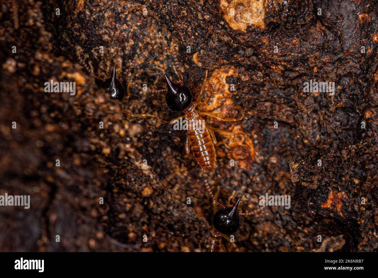 Adult Nasute Termites of the Genus Nasutitermes Stock Photo - Alamy