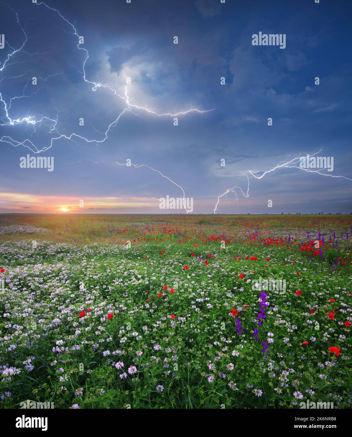 Spring flowers in meadow during sunset. Beautiful landscapes. rainy ...