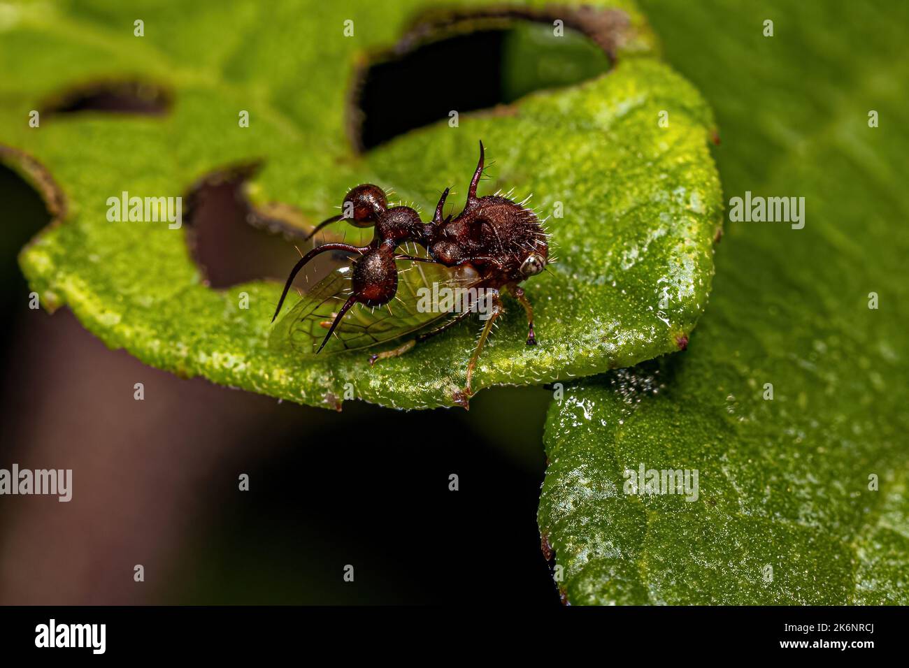 Adult Ant-mimicking Treehopper of the species Cyphonia clavata Stock ...