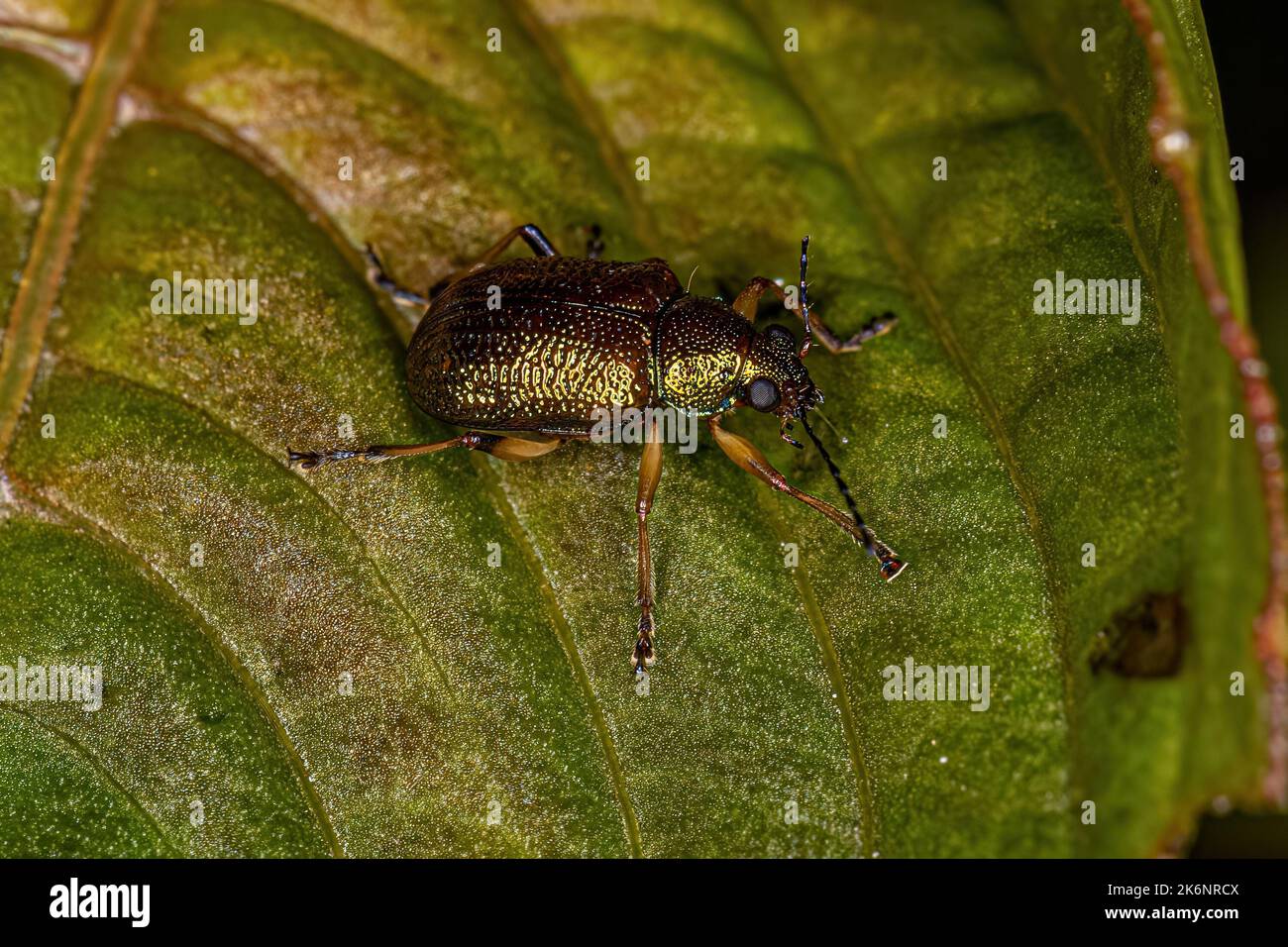 Adult Leaf Beetle of the Subfamily Eumolpinae Stock Photo - Alamy