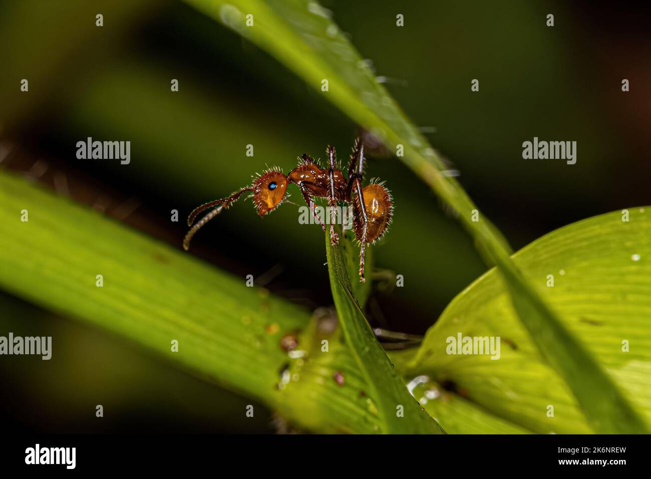 Adult Female Carpenter Ant of the genus Camponotus Stock Photo - Alamy