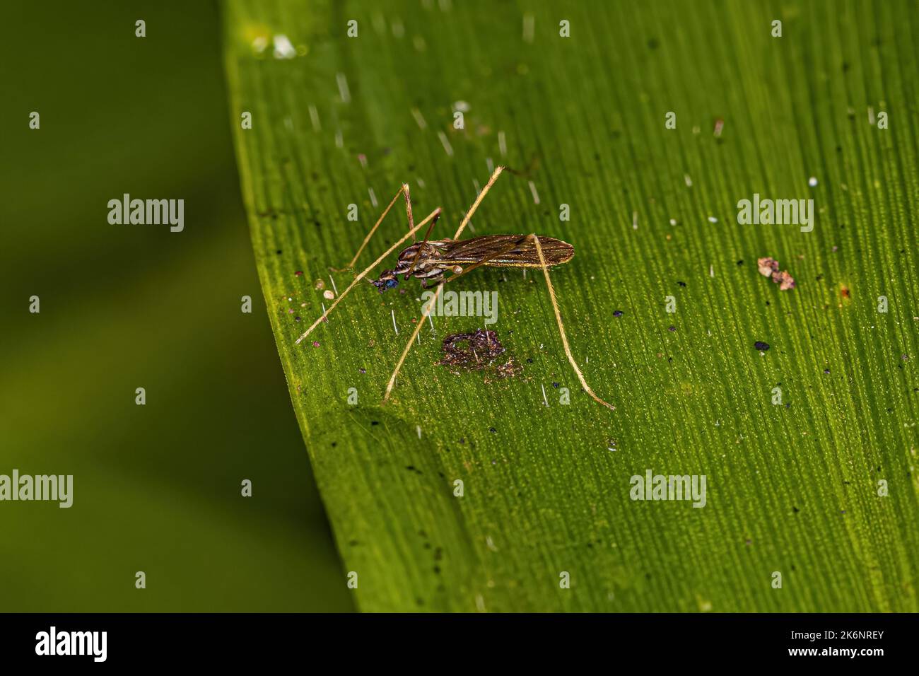 Cranefly limoniidae hi-res stock photography and images - Alamy