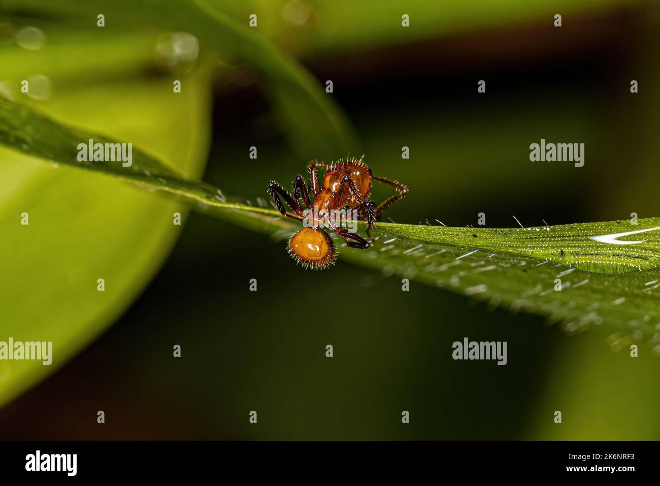 Adult Female Carpenter Ant of the genus Camponotus Stock Photo - Alamy