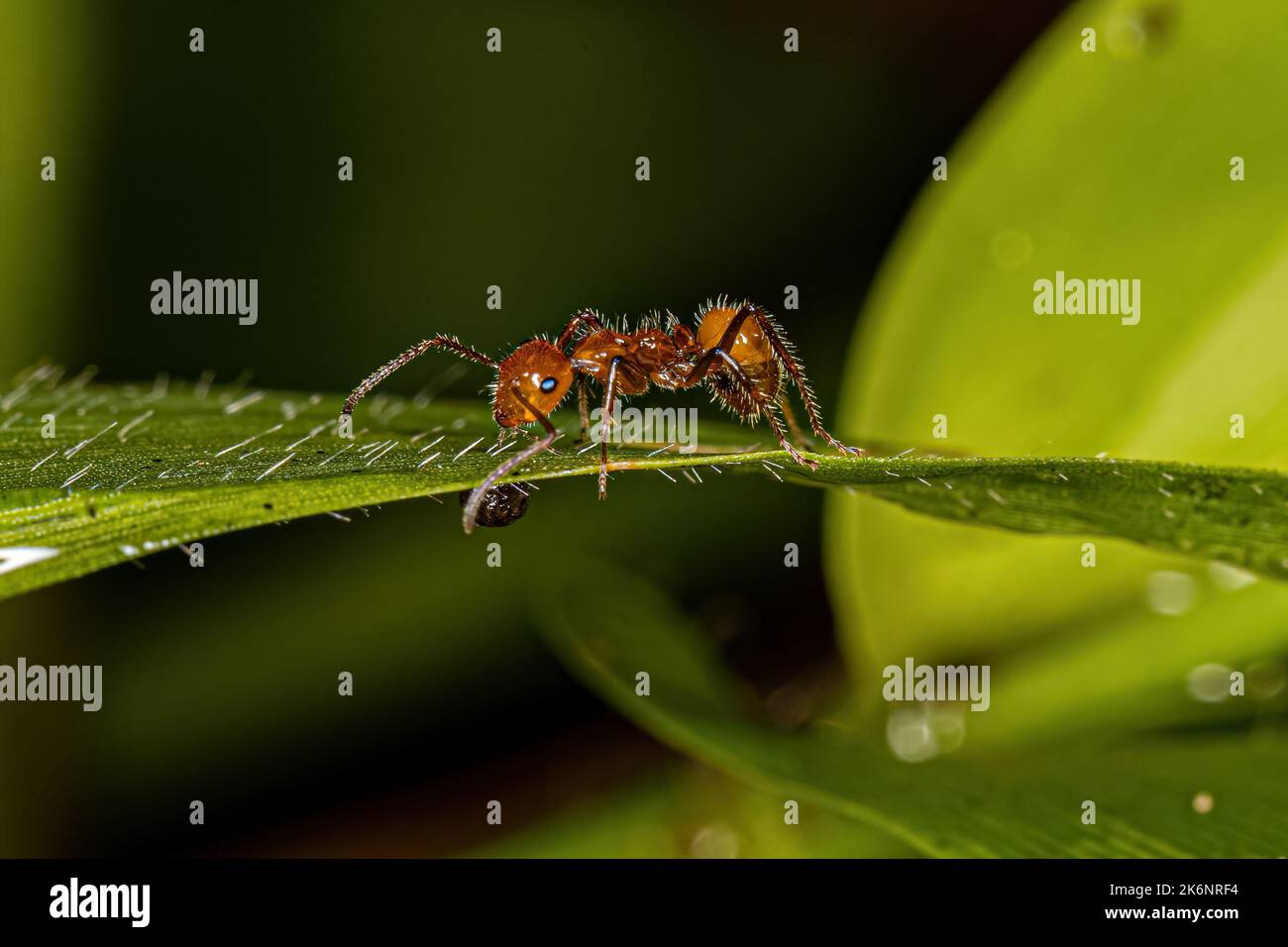 Adult Female Carpenter Ant of the genus Camponotus Stock Photo - Alamy