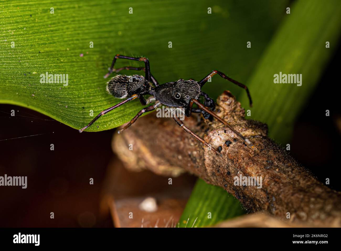 Male Adult Jumping Spider of the Genus Sarinda that mimics carpenter ...