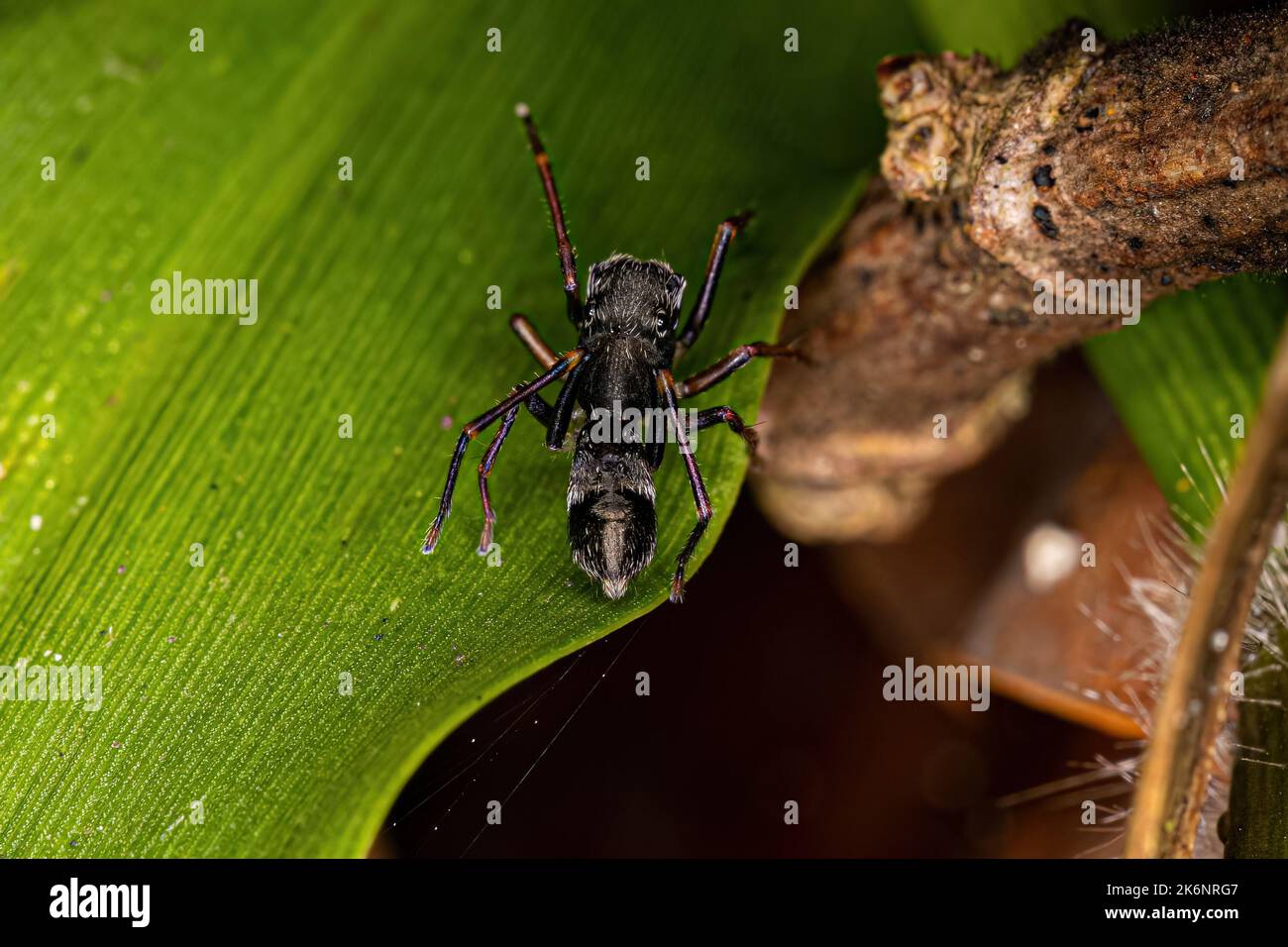 Male Adult Jumping Spider of the Genus Sarinda that mimics carpenter ...