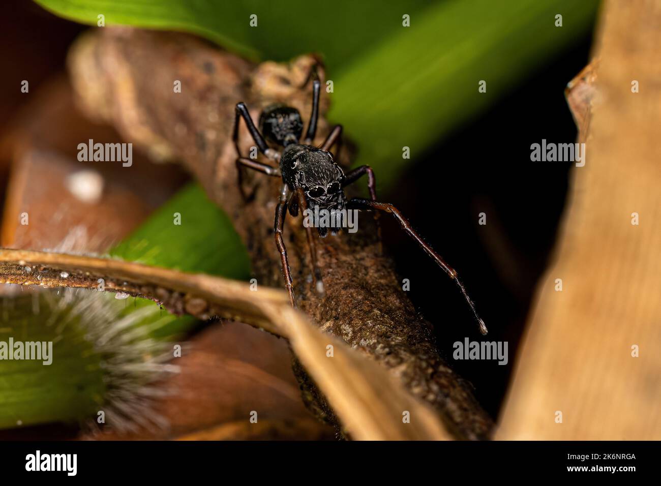 Male Adult Jumping Spider of the Genus Sarinda that mimics carpenter ...