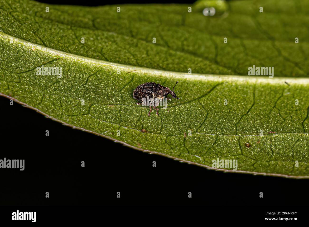 Adult True Weevil of the Family Curculionidae Stock Photo - Alamy