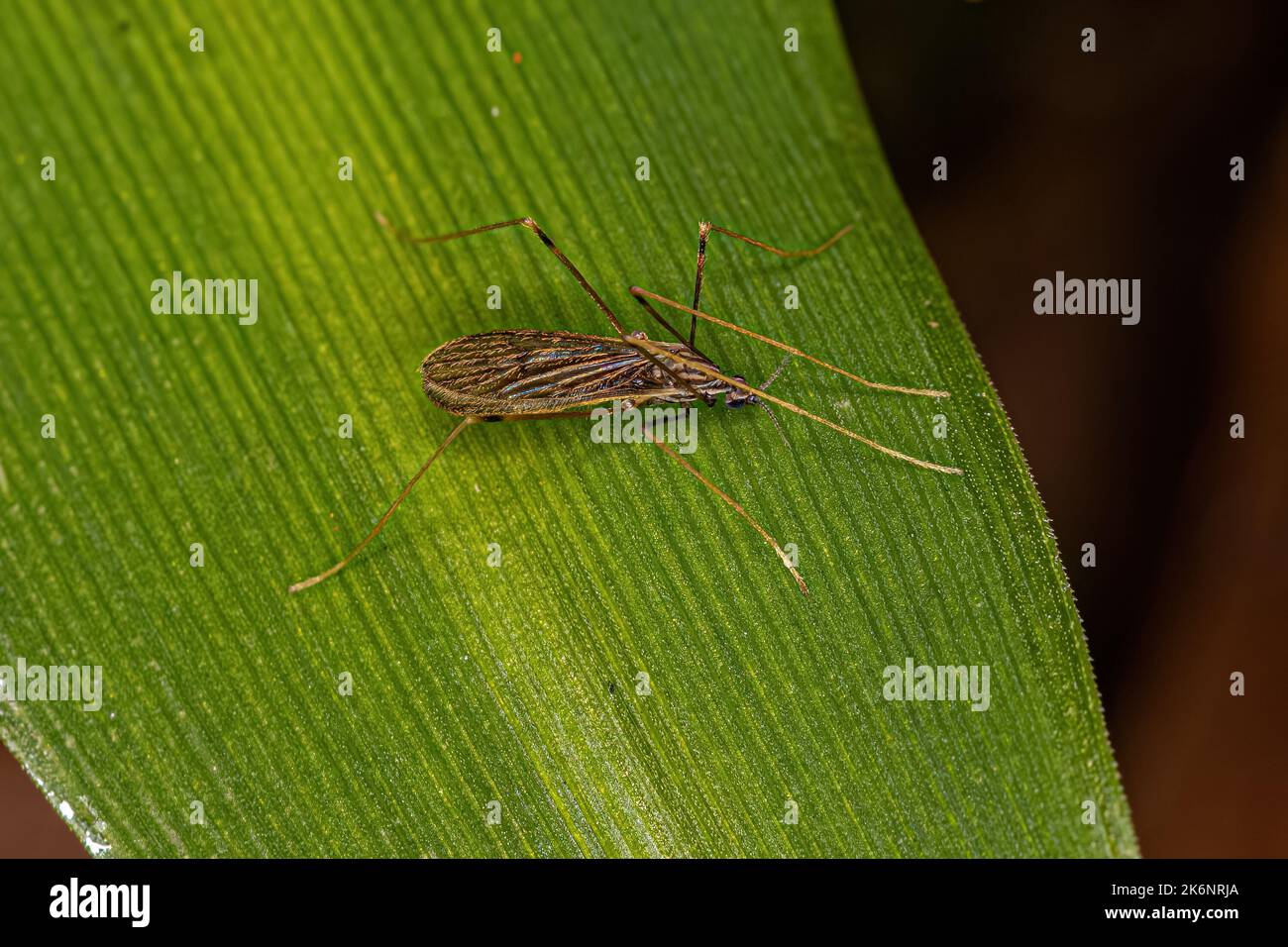 Cranefly limoniidae hi-res stock photography and images - Alamy