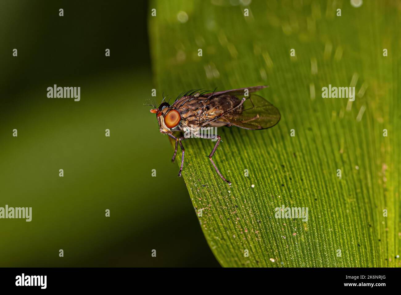 Adult Shore Fly of the Family Ephydridae Stock Photo - Alamy