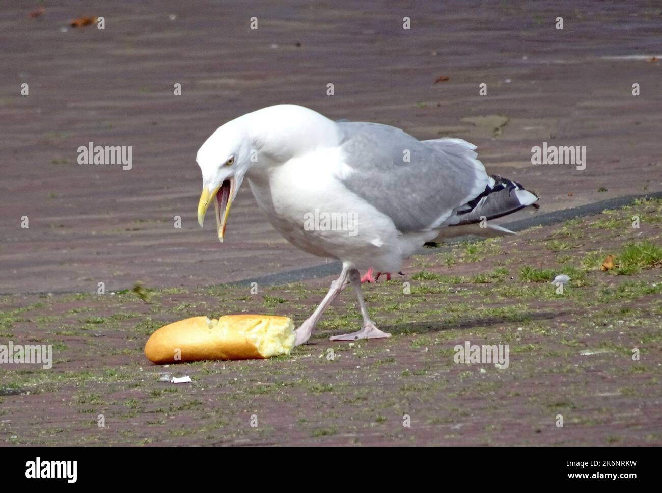 European herring gull, who fanatically defends his great treasure, half ...