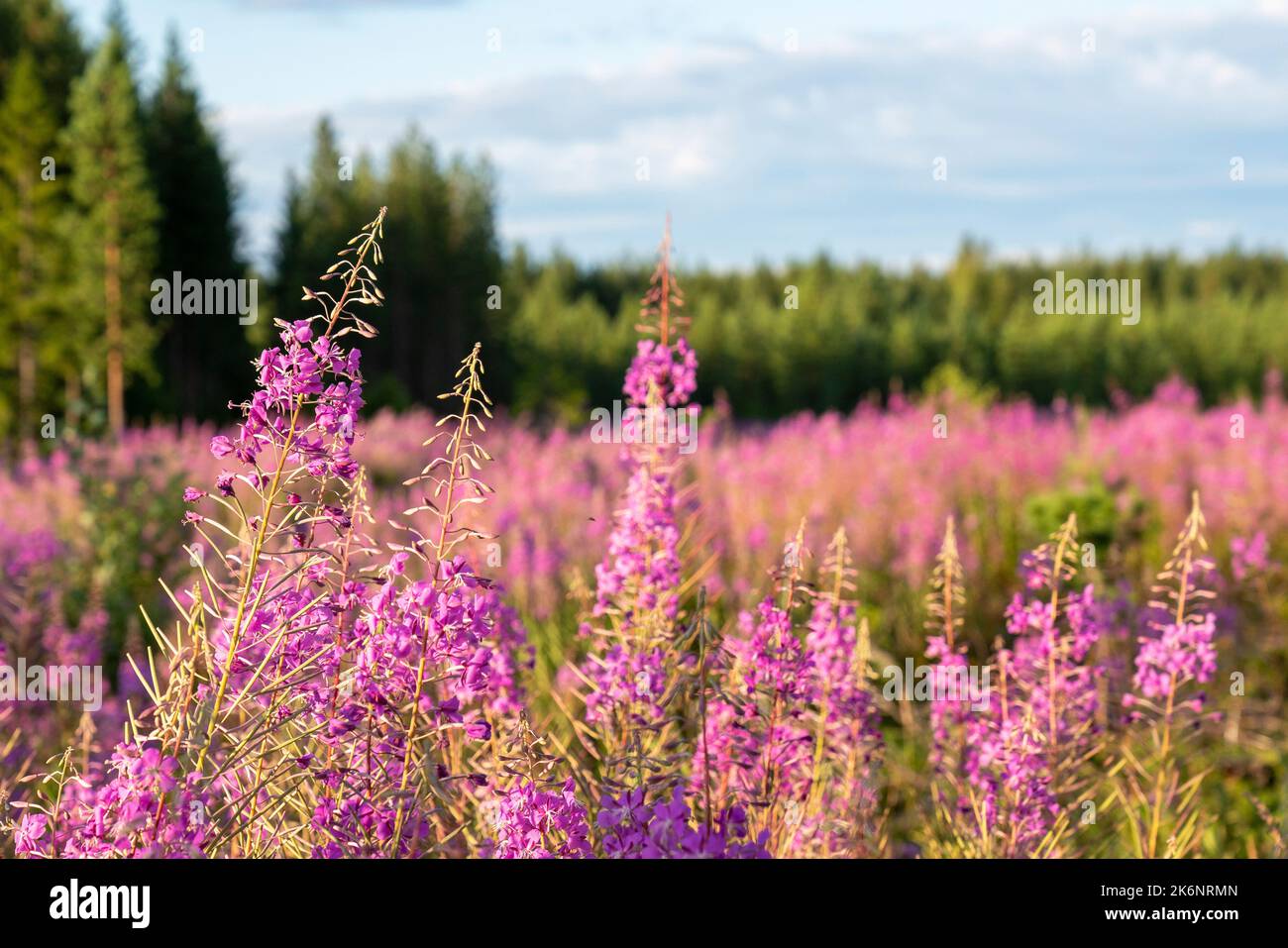 Blooming fireweed flowers during summer in an open field of old Forest ...