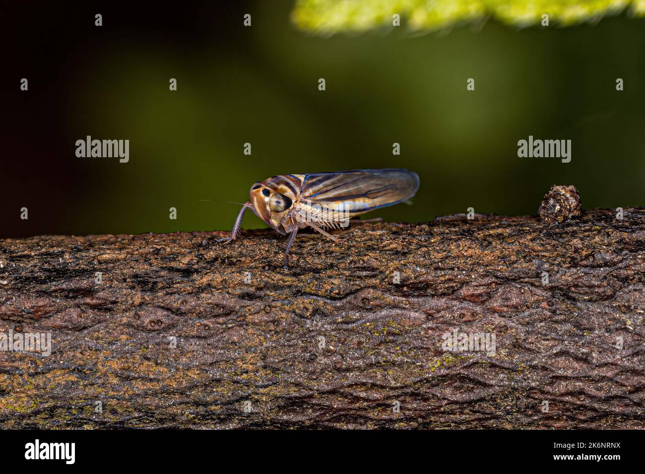 Adult Sharpshooter Insect of the Family Cicadellidae Stock Photo - Alamy