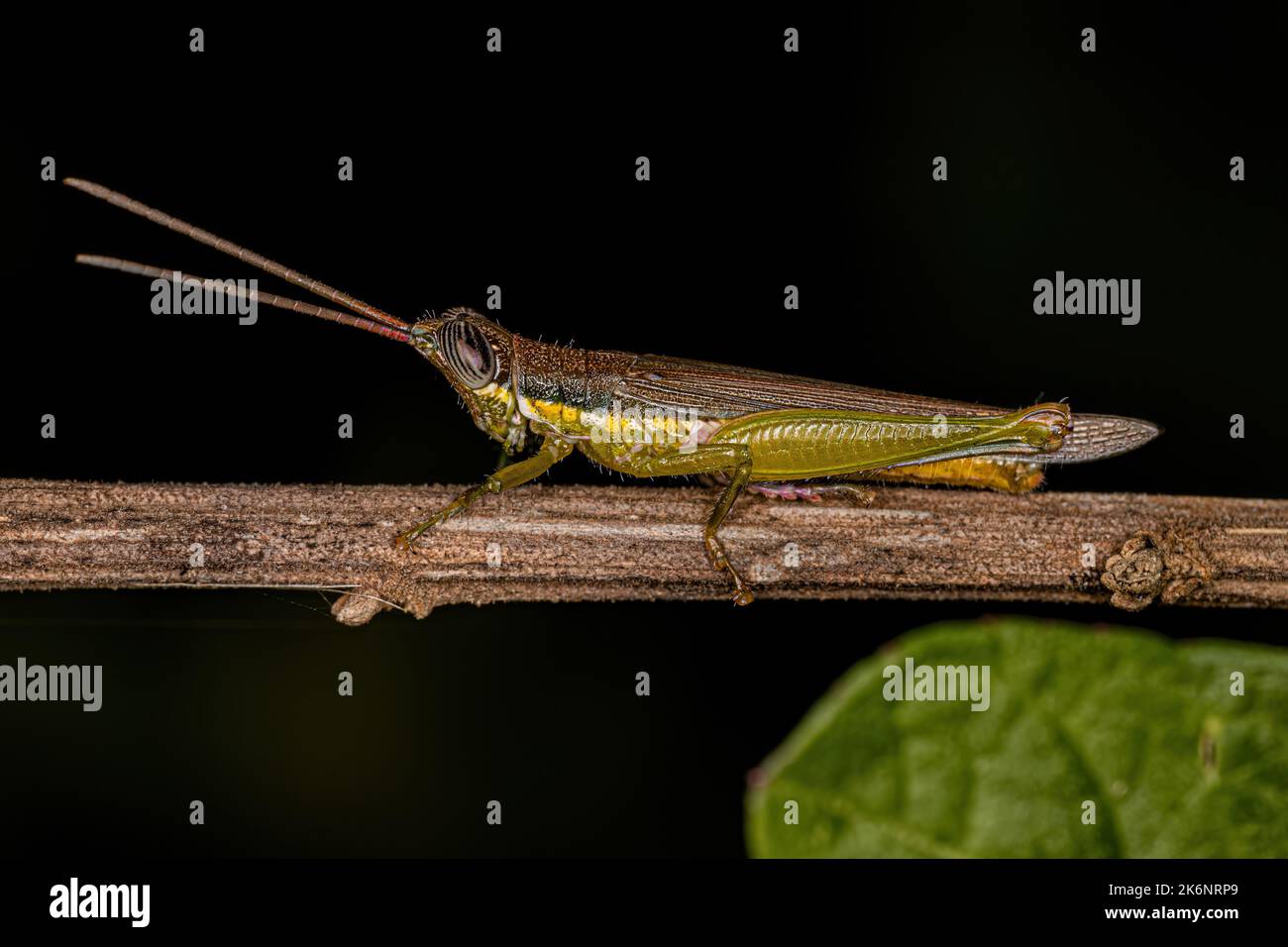 Adult Spurthroat Toothpick Grasshopper of the species Stenopola ...