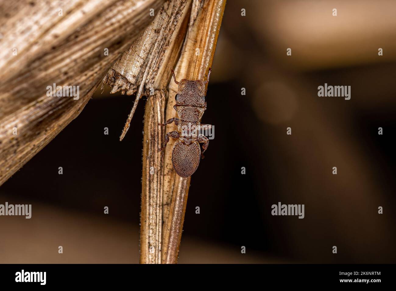 Adult Turtle Ant of the genus Cephalotes Stock Photo - Alamy