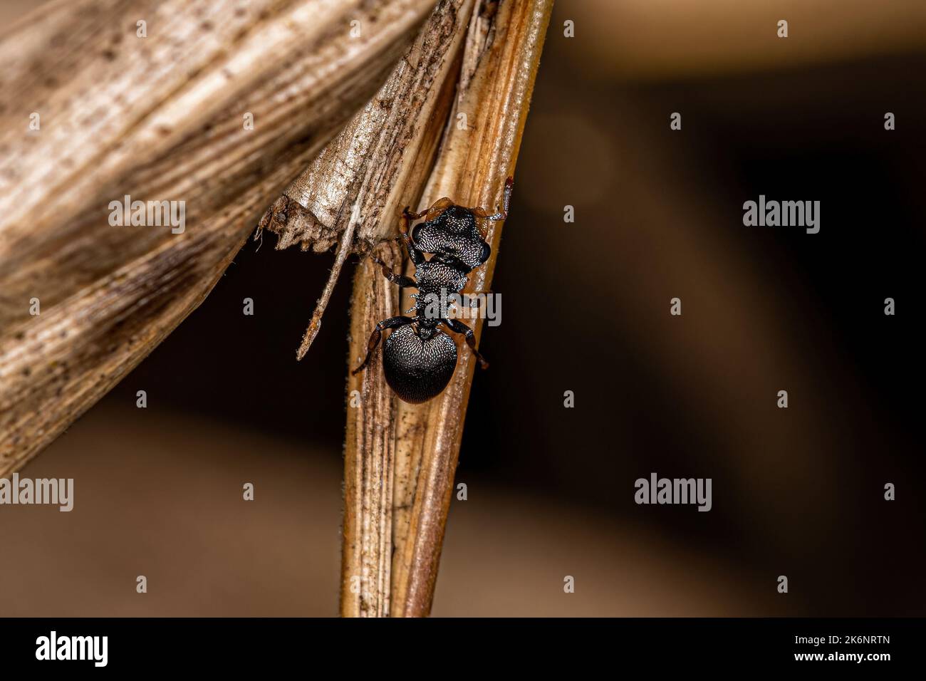 Adult Turtle Ant of the genus Cephalotes Stock Photo - Alamy