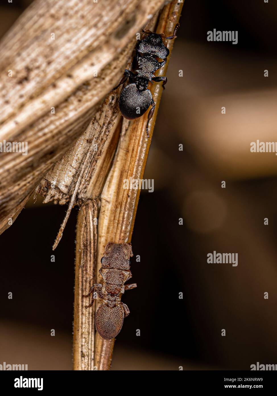 Cephalotes grandinosus hi-res stock photography and images - Alamy