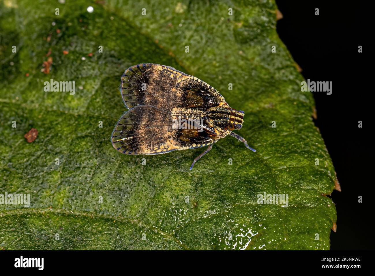 Adult Small Planthopper of the Genus Bothriocera Stock Photo - Alamy