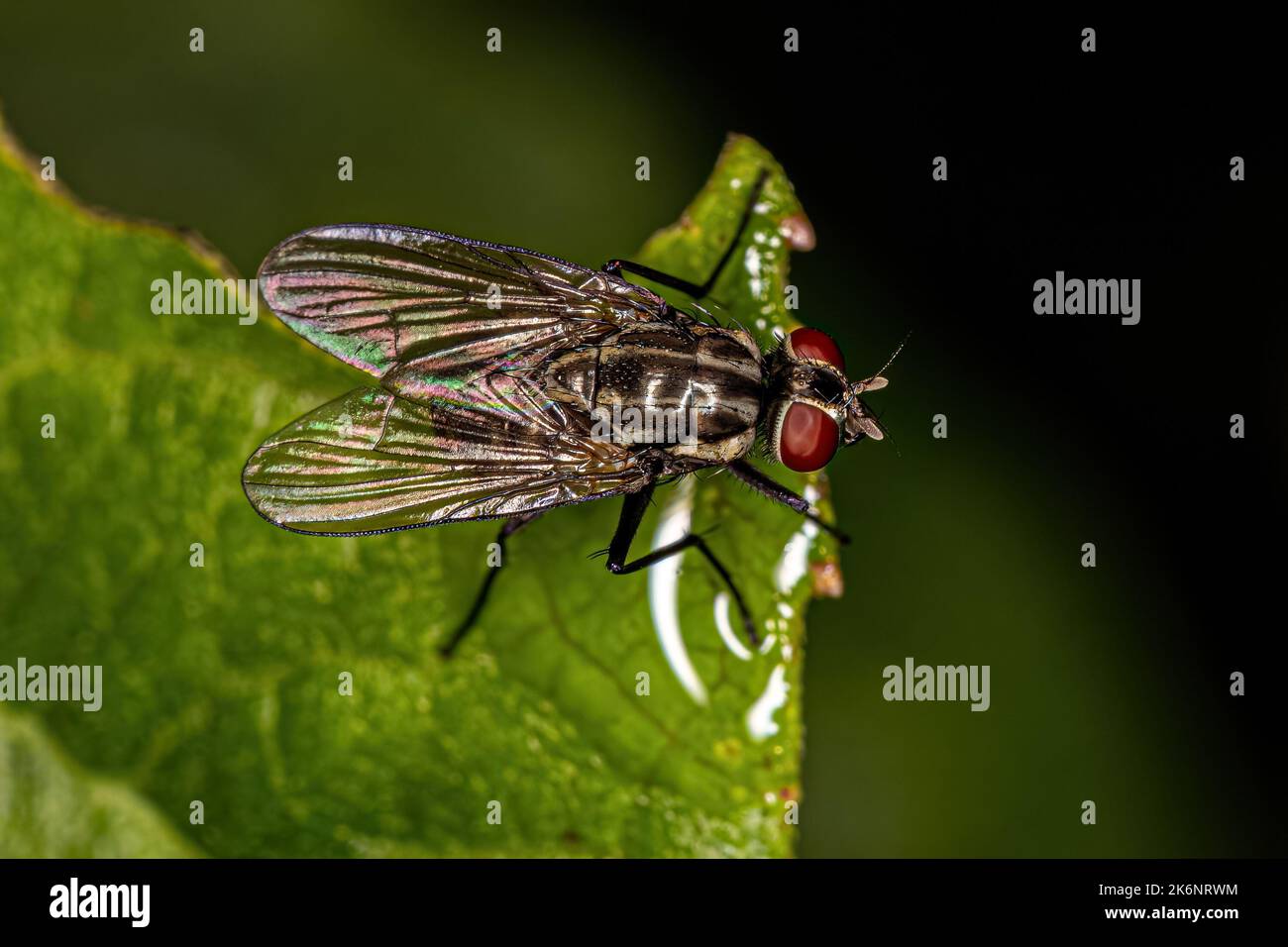 Adult Muscoid Fly of the Family Family Muscidae Stock Photo - Alamy