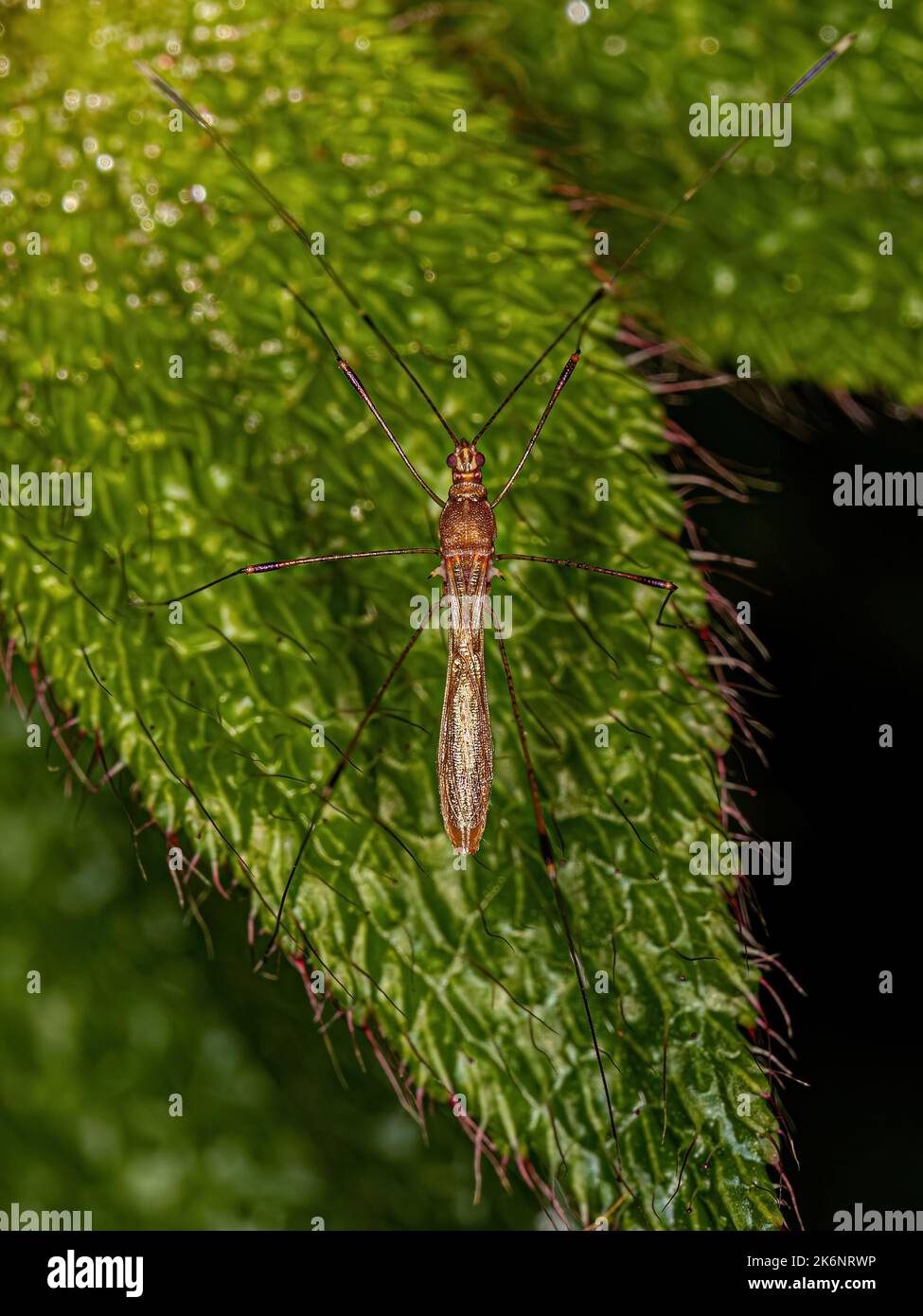 Adult Stilt Bug of the Family Berytidae Stock Photo - Alamy