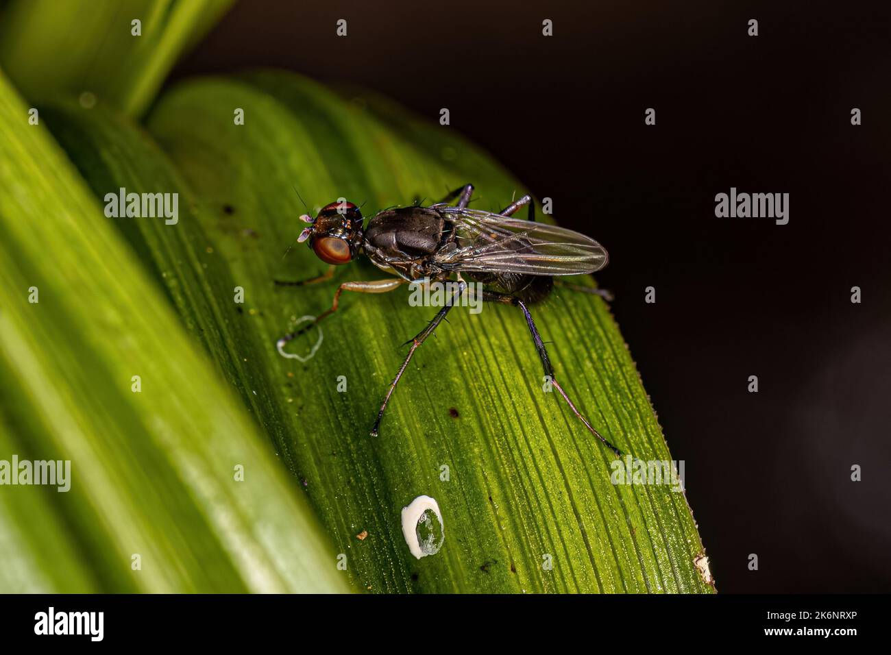 Adult Black Scavenger Fly of the Family Sepsidae Stock Photo - Alamy