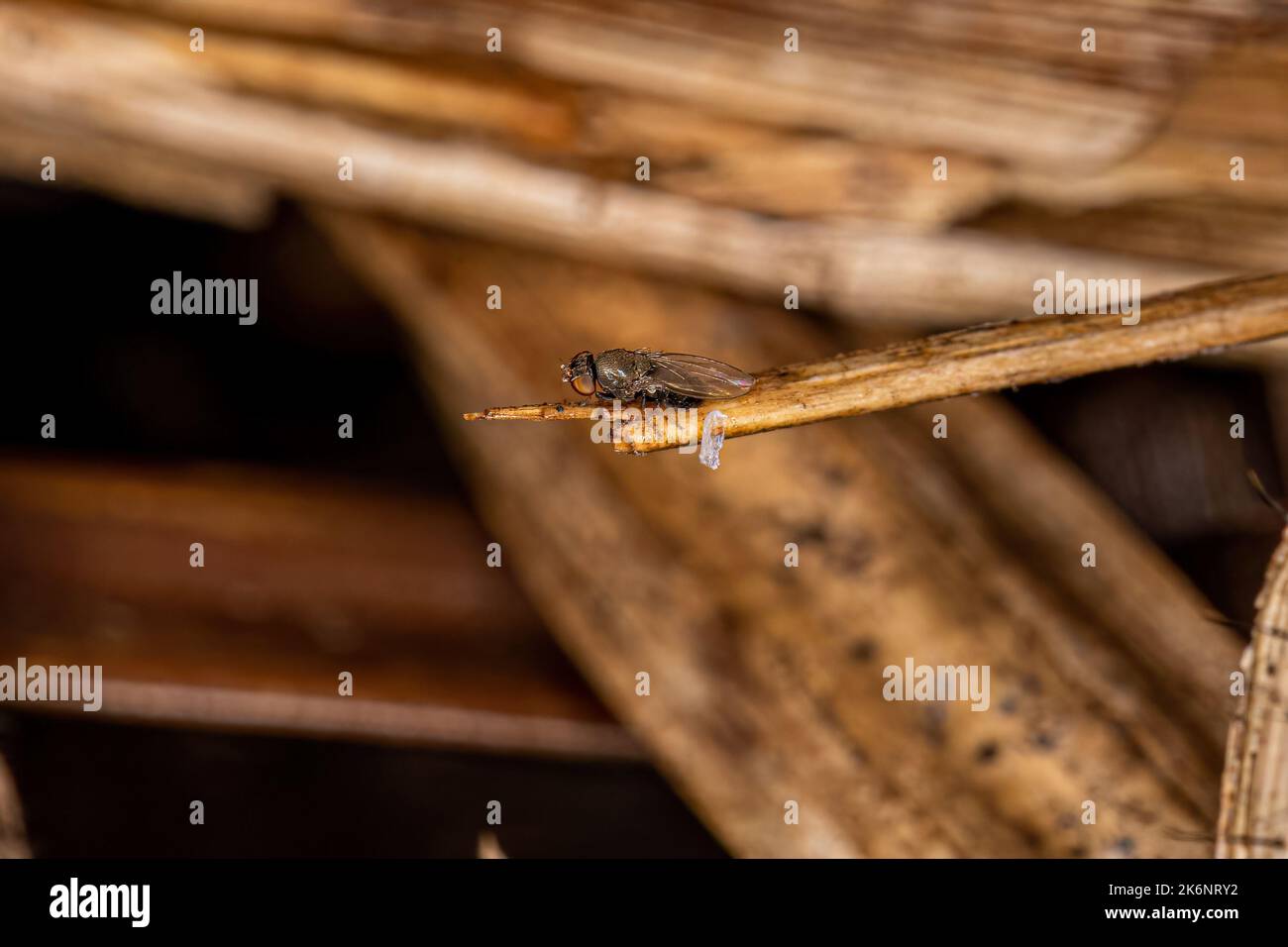 Adult Freeloader Fly of the Family Milichiidae Stock Photo - Alamy