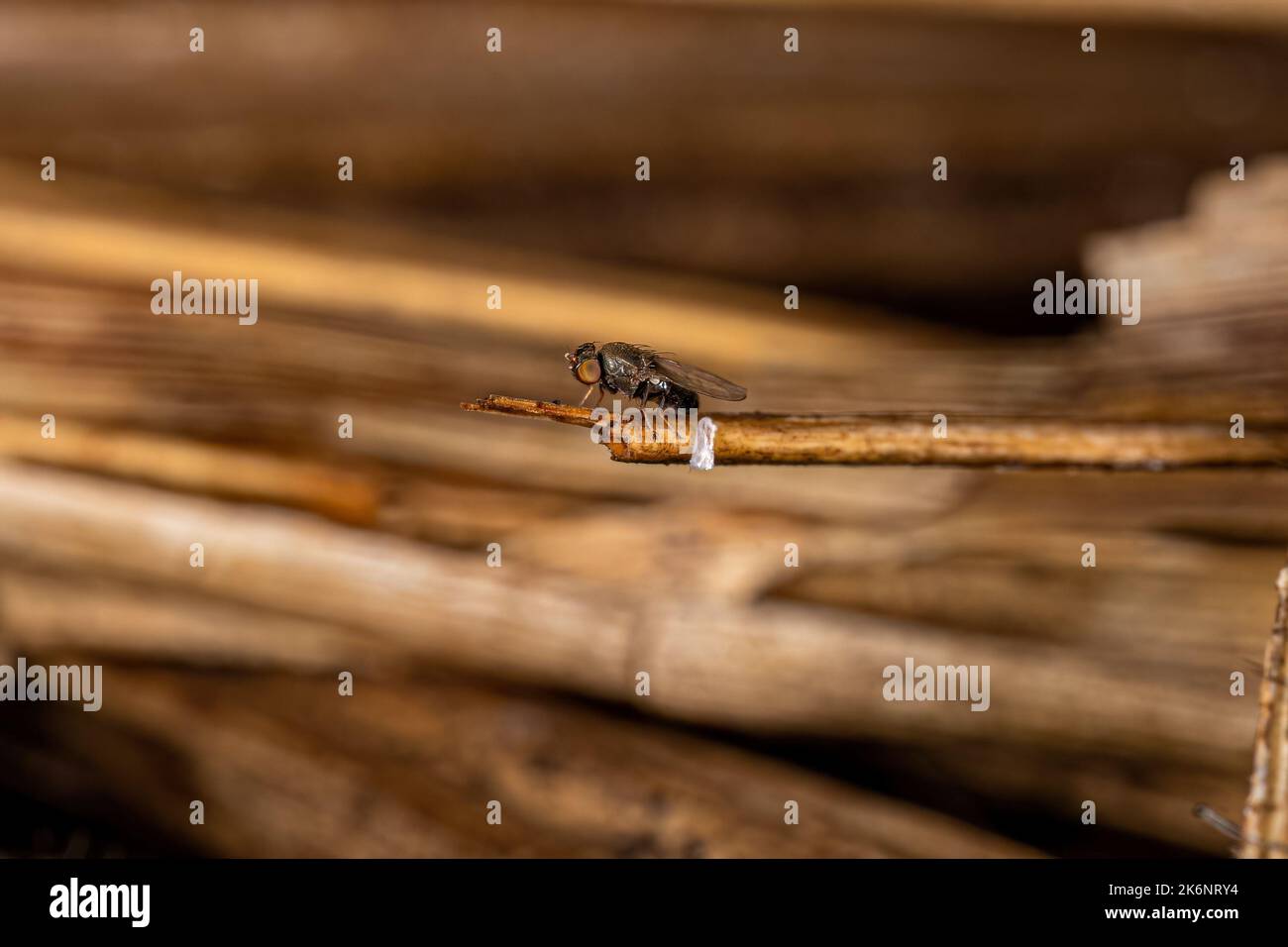 Adult Freeloader Fly of the Family Milichiidae Stock Photo - Alamy