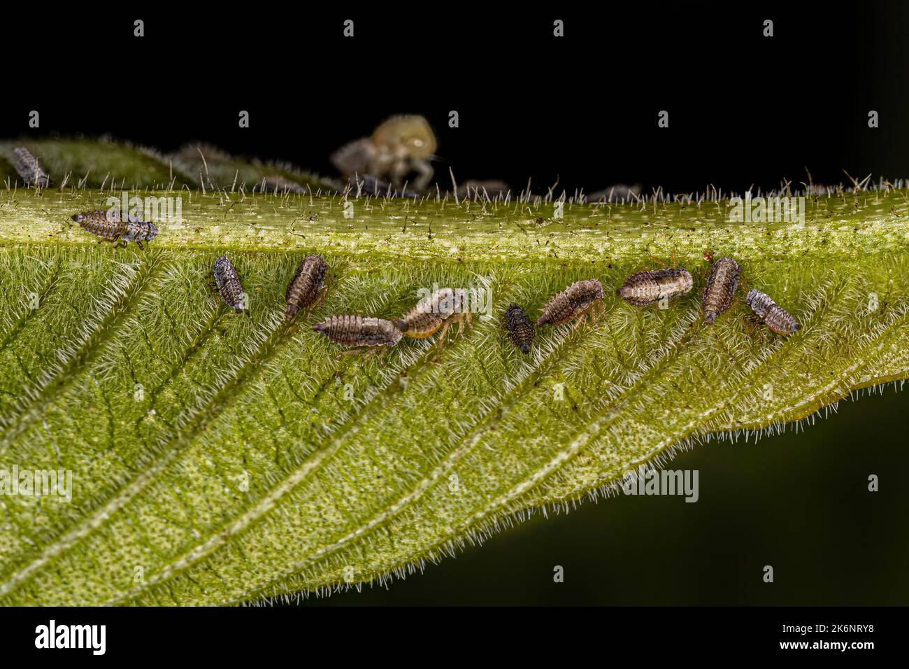 Typical Treehoppers nymphs of the Family Membracidae Stock Photo - Alamy