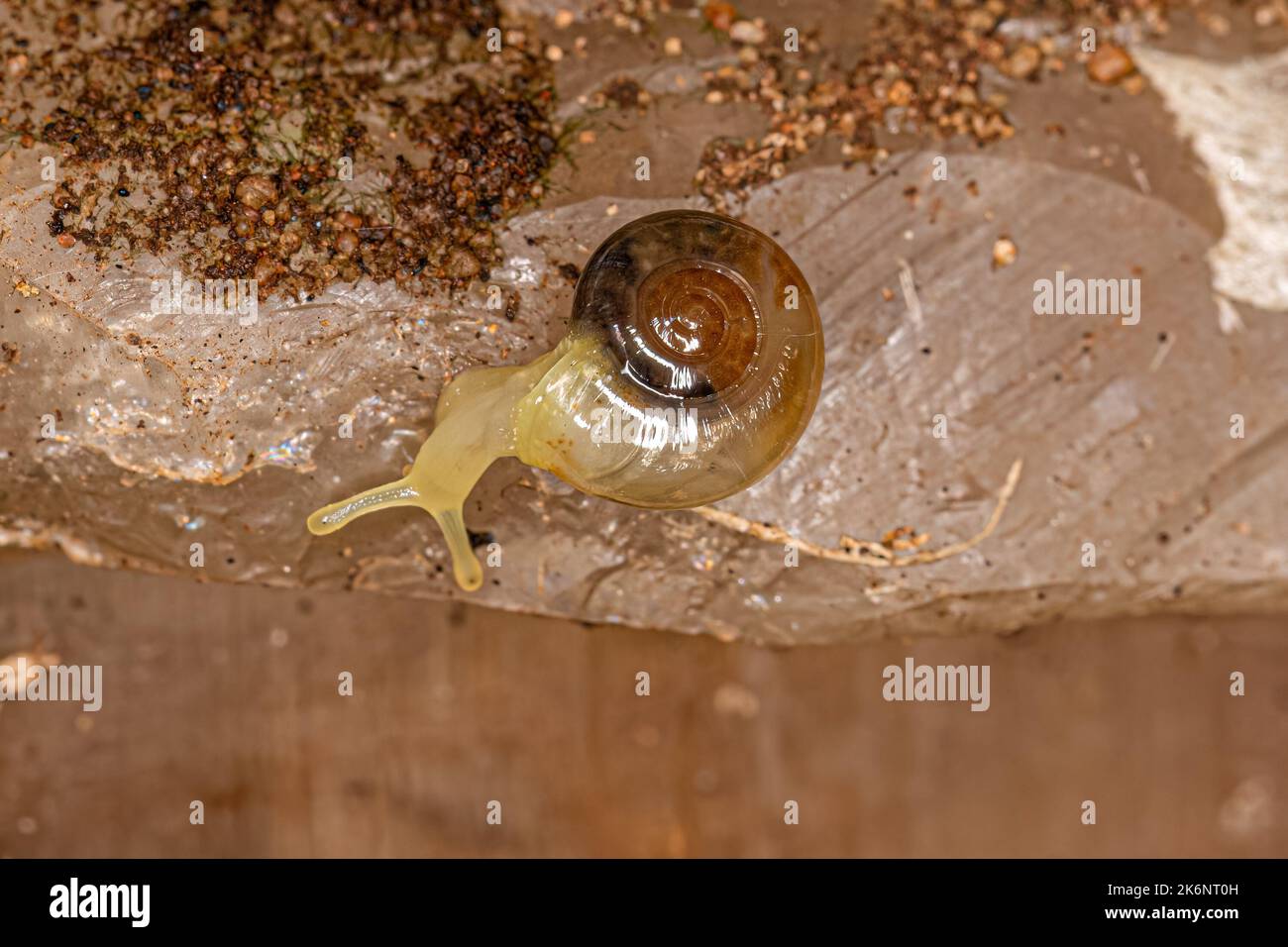 Small Glass Snail of the Family Oxychilidae Stock Photo - Alamy