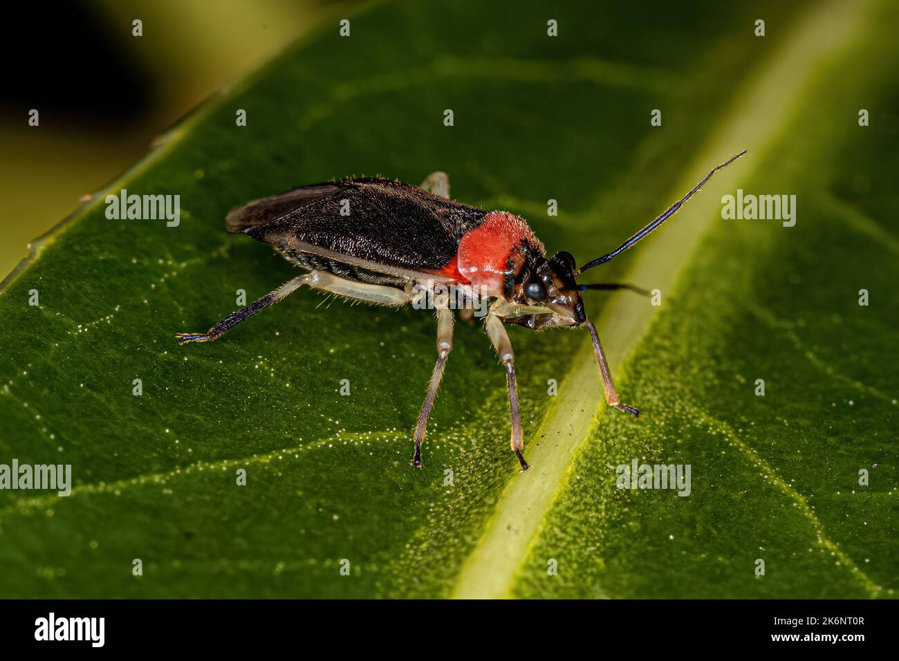 Adult Plant Bug of the Family Miridae Stock Photo - Alamy