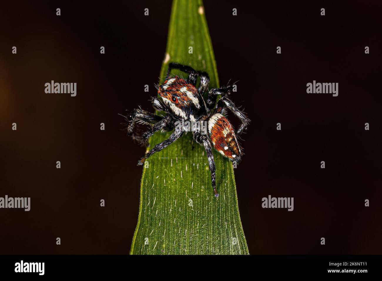 Adult Male Jumping Spider of the genus Nycerella Stock Photo - Alamy