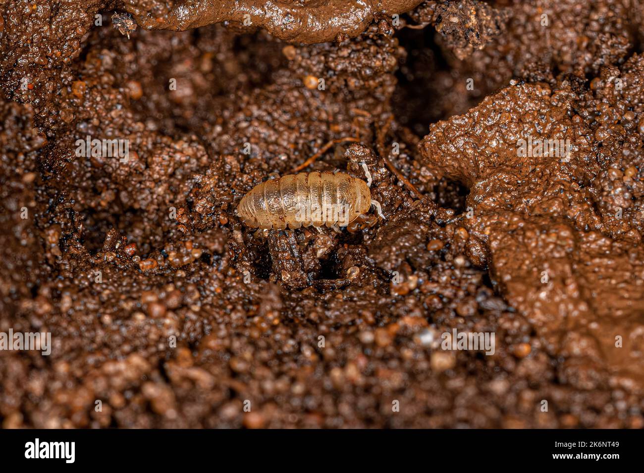 Small Isopod Arthropod of the Order Isopoda Stock Photo - Alamy