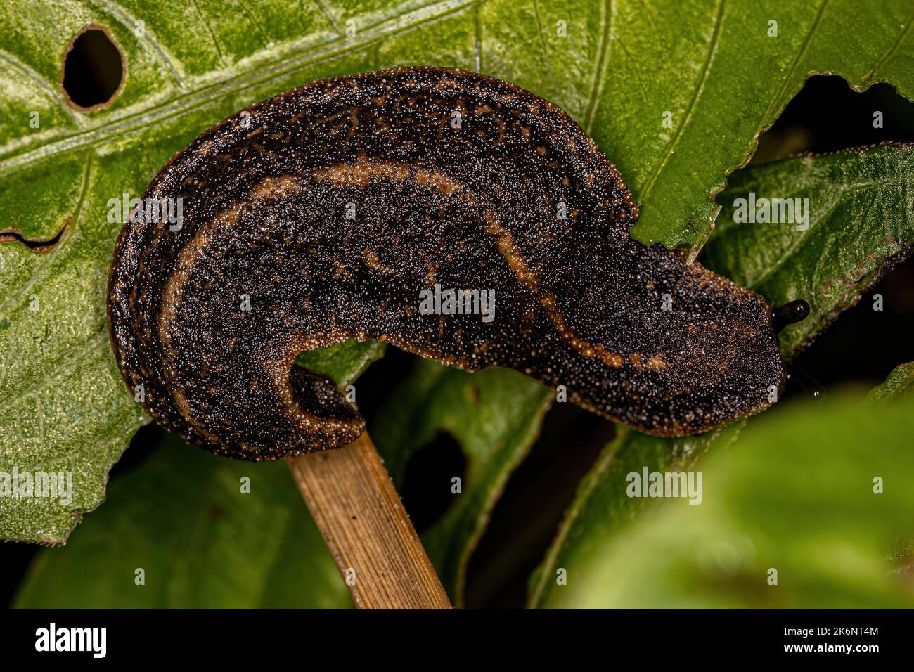 Leatherleaf slugs hi-res stock photography and images - Alamy