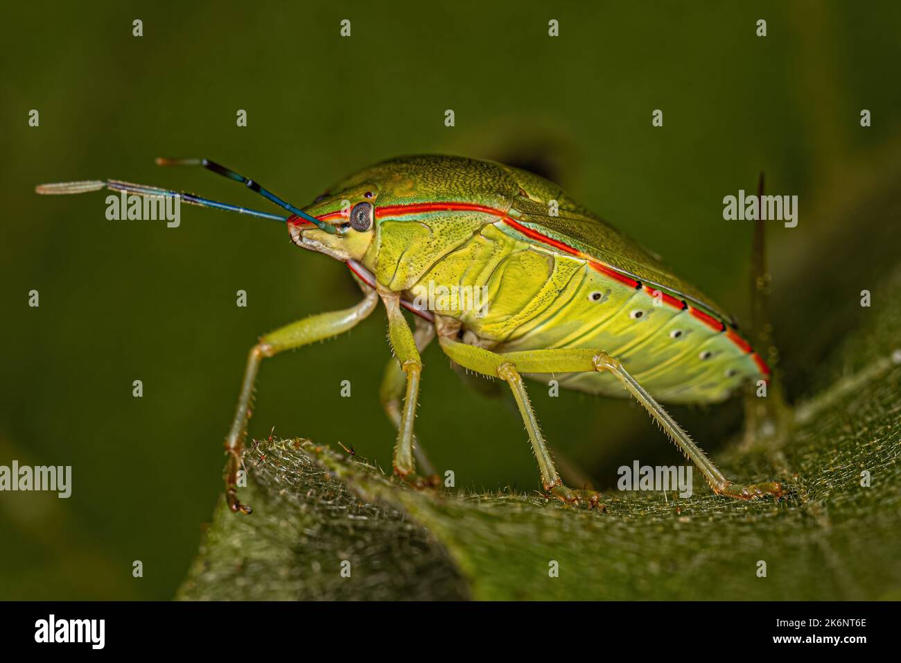 Adult Green Stink Bug of the species Chinavia ubica Stock Photo - Alamy