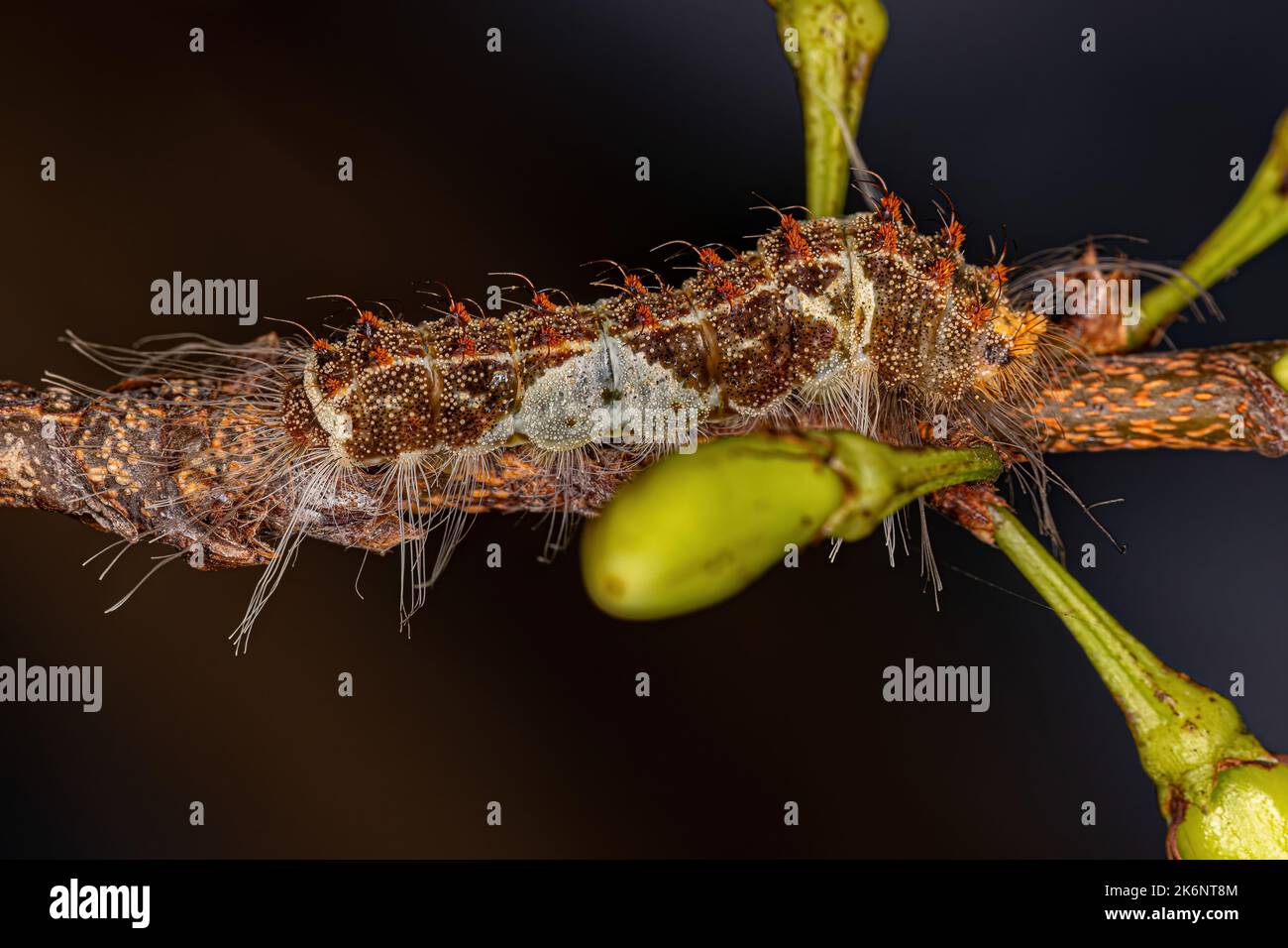 Metalmark butterfly caterpillar hi-res stock photography and images - Alamy