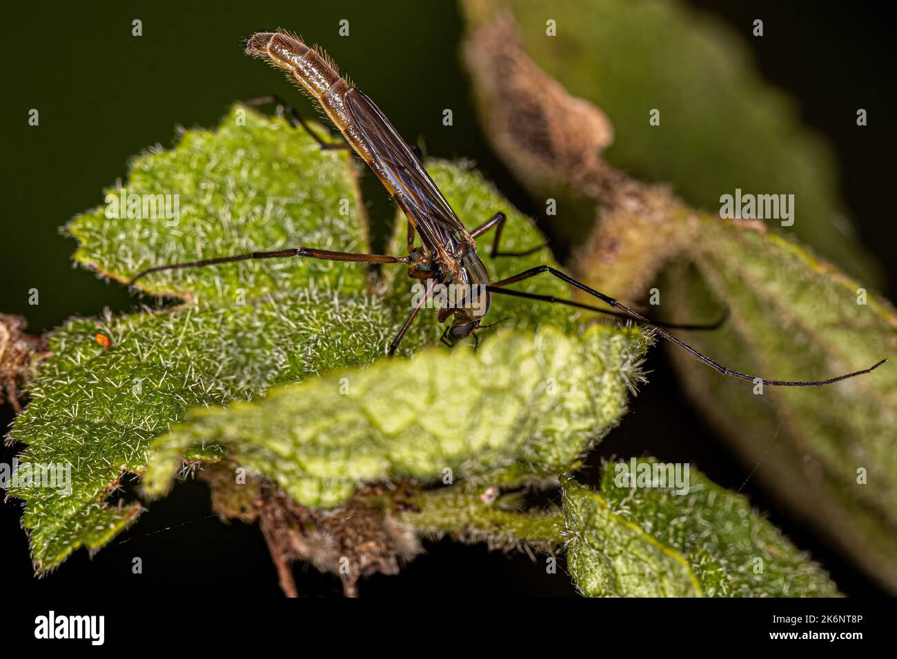 Adult Non-biting Midge of the Family Chironomidae Stock Photo - Alamy