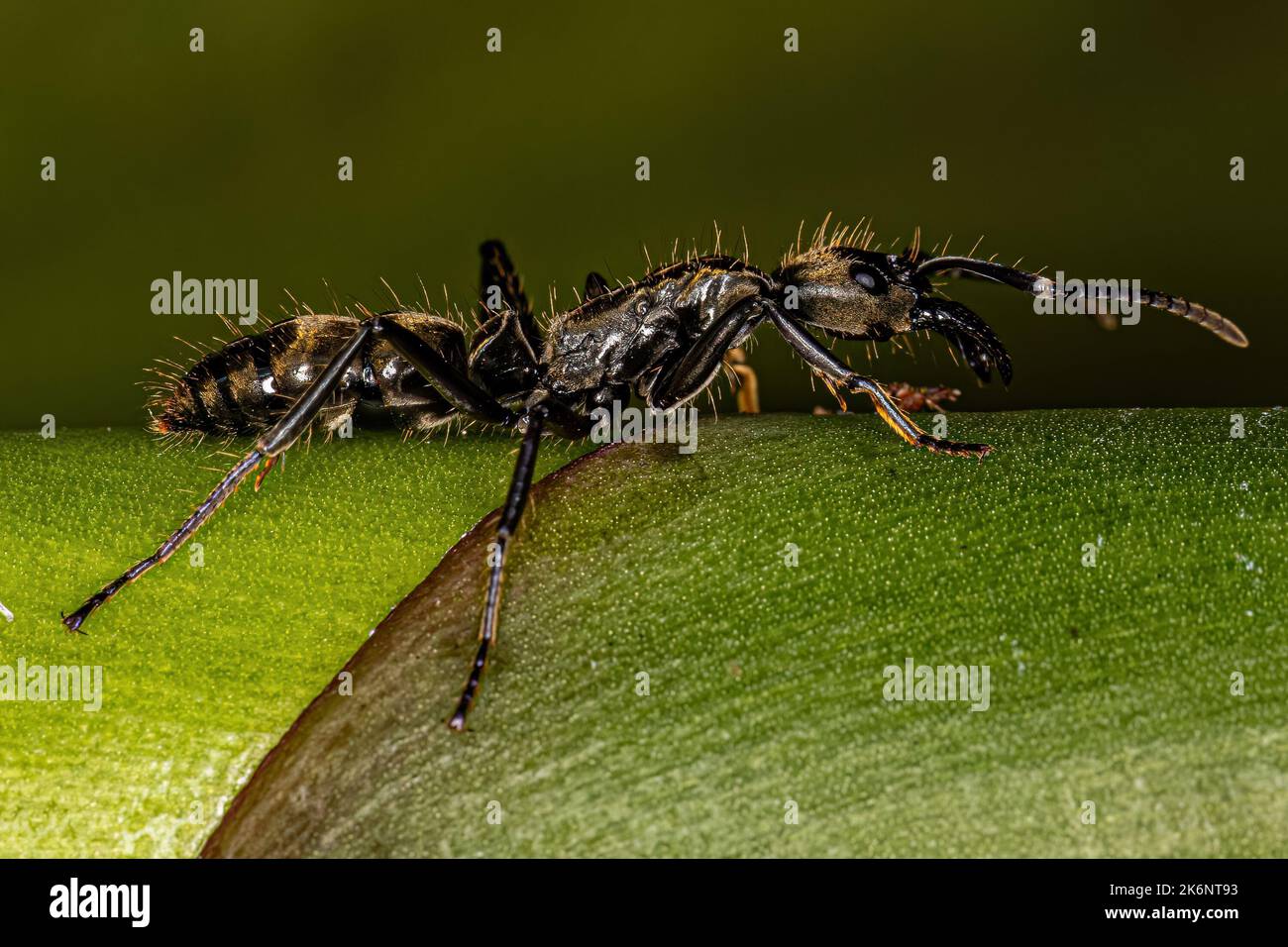 Adult Female Ponerine Ant of the of the Genus Neoponera Stock Photo - Alamy