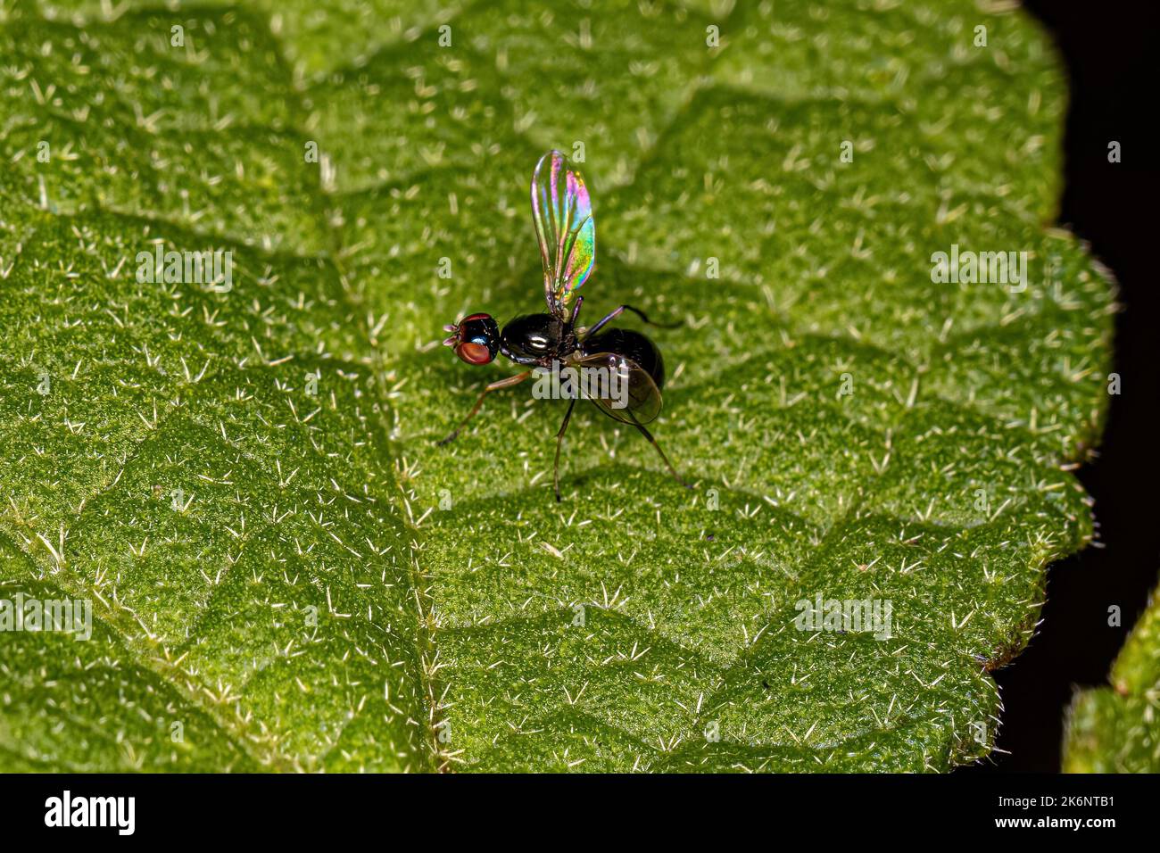 Adult Black Scavenger Fly of the Family Sepsidae Stock Photo - Alamy