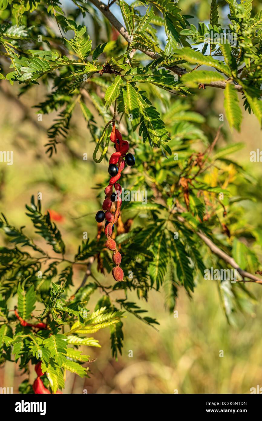 Cojobas hi-res stock photography and images - Alamy