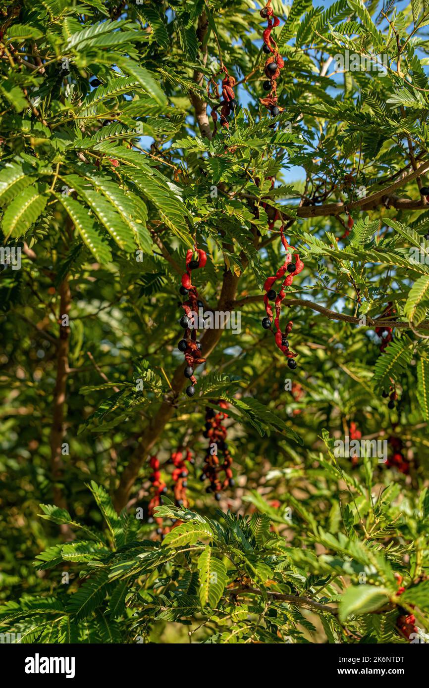Cojobas Tree Fruit of the species Cojoba arborea with selective focus ...