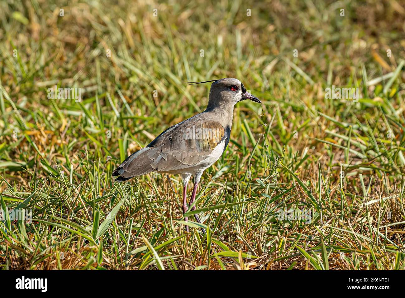 Adult Southern Lapwing Bird of the species Vanellus chilensis Stock ...