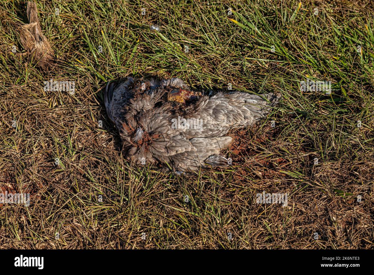 Black bird dead hi-res stock photography and images - Alamy