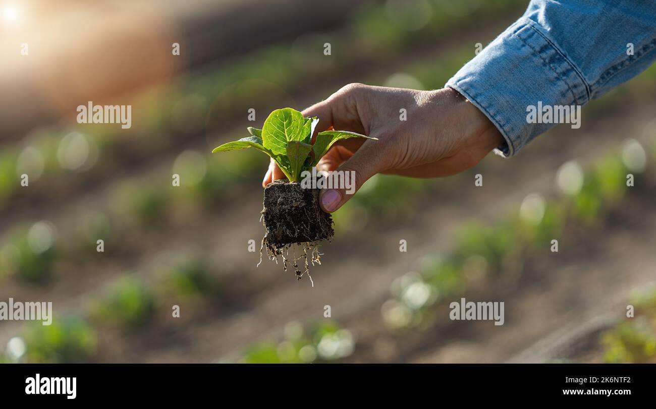 Woman gardener holding cabbage seedling with roots in hands. Planting ...